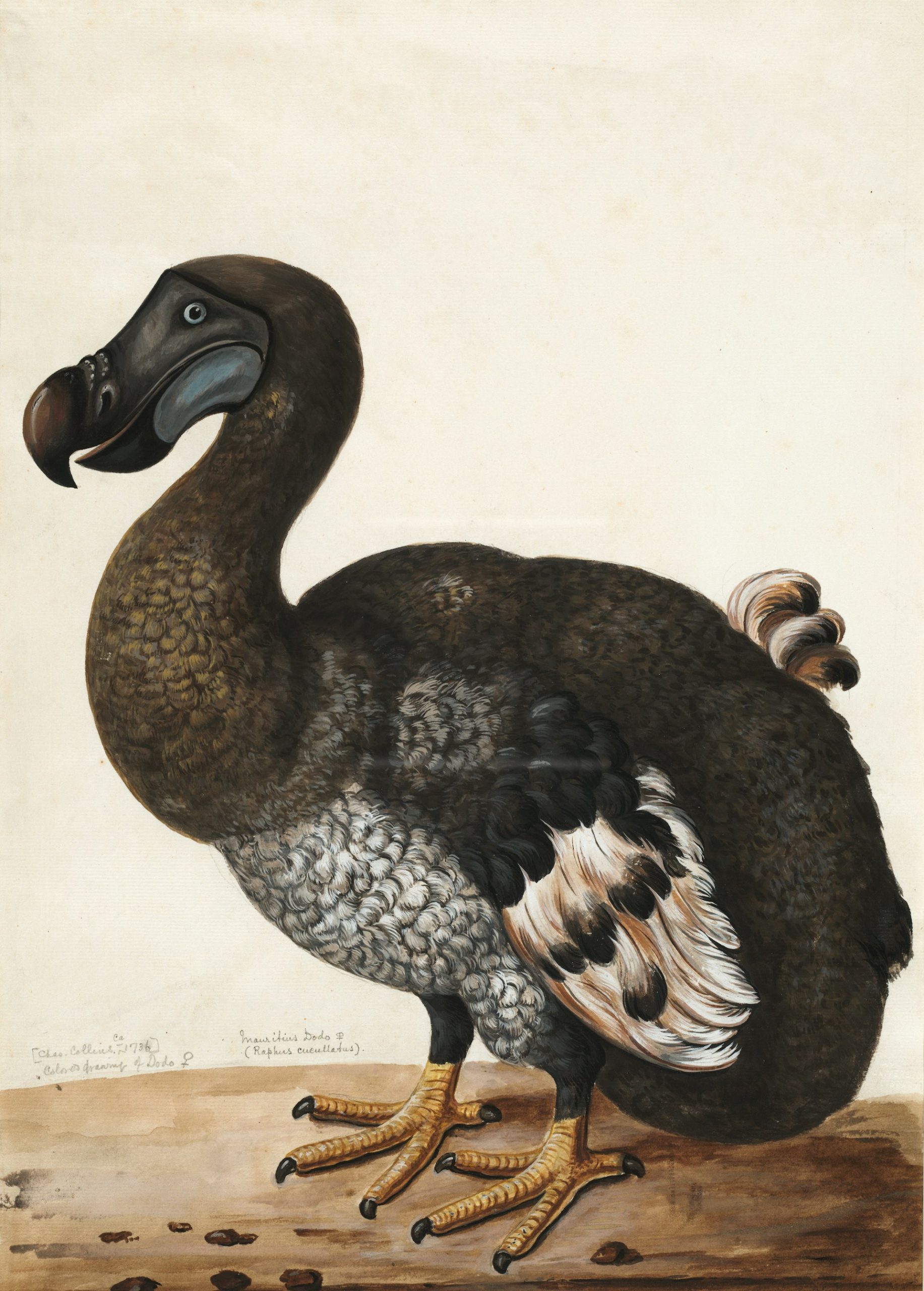 Dodo Bird History: From Giant Pigeon to Extinction and Possible Revival